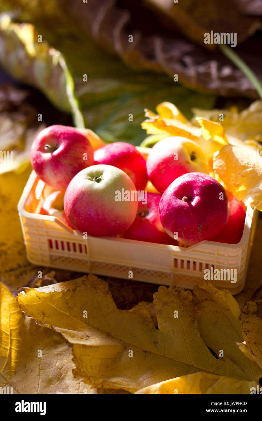 Autumn red apple in the yellow plastic box Stock Photo - Alamy