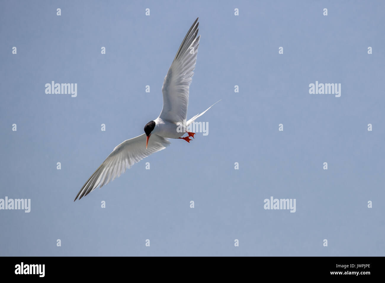 Bird feather flight wing wings nature wildlife hi-res stock photography ...