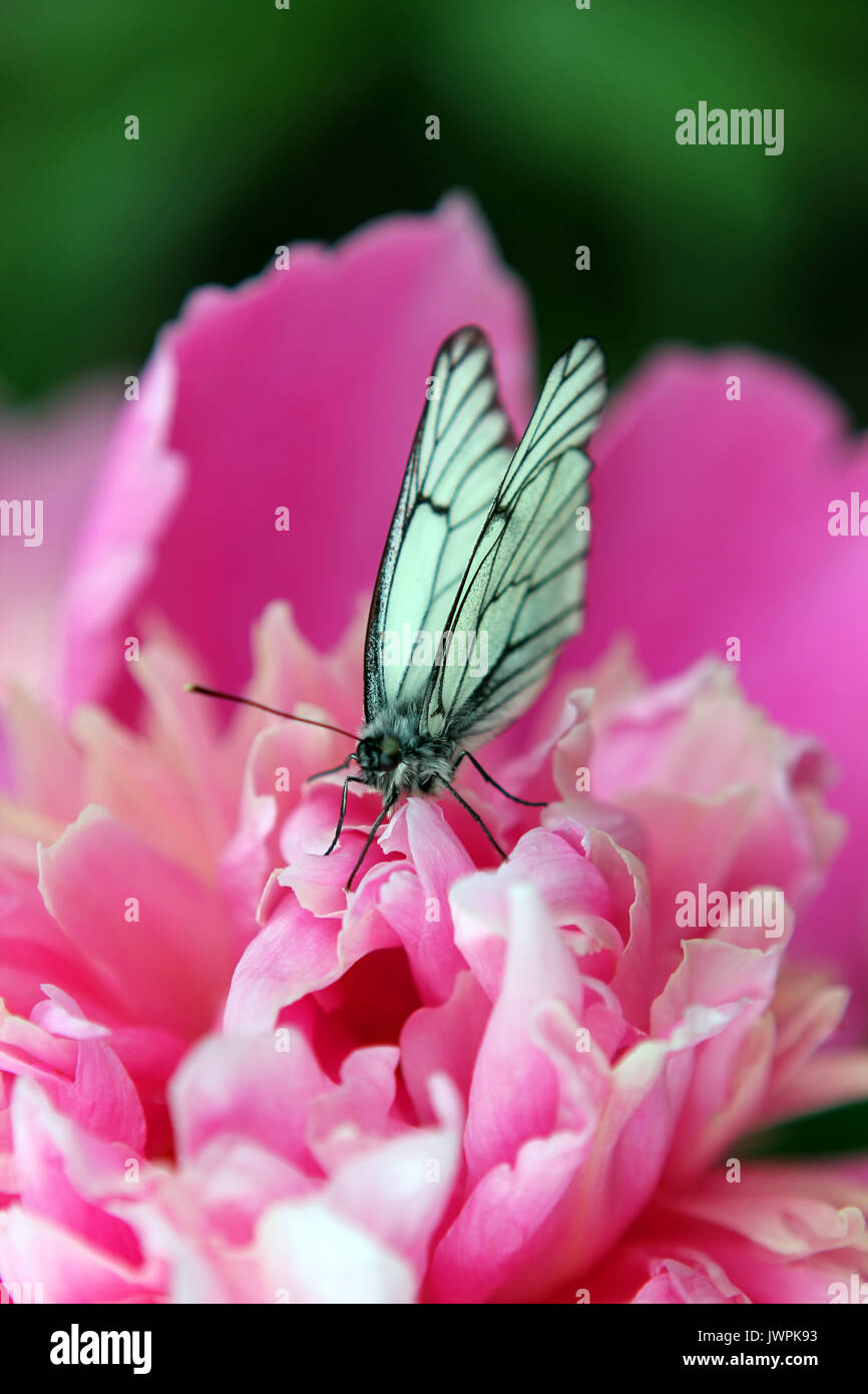 Extreme hot pink hi-res stock photography and images - Alamy