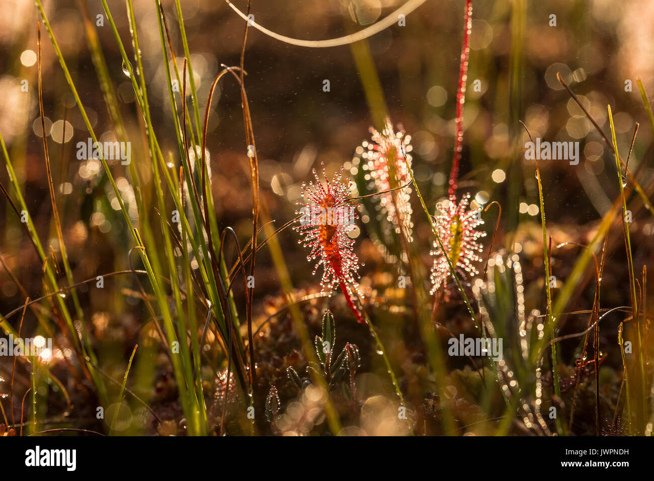 A beautiful great sundew growing on the marsh ground in morning light ...