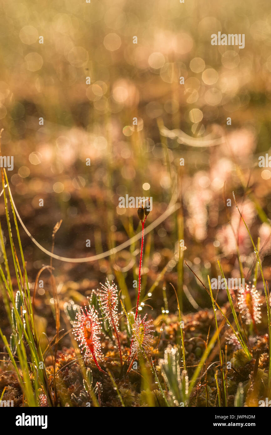 Marsh ground hi-res stock photography and images - Alamy