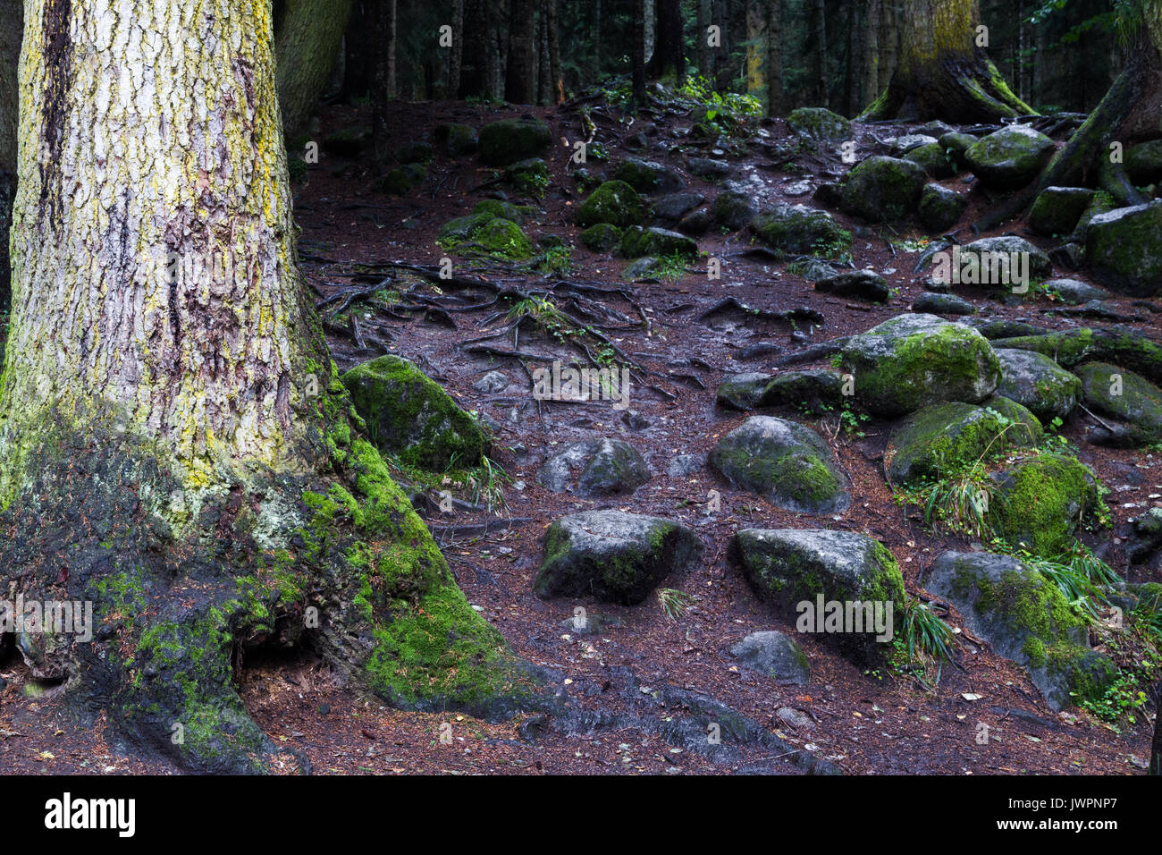 Stones and tree trunks at the floor of dark fir forest Stock Photo - Alamy