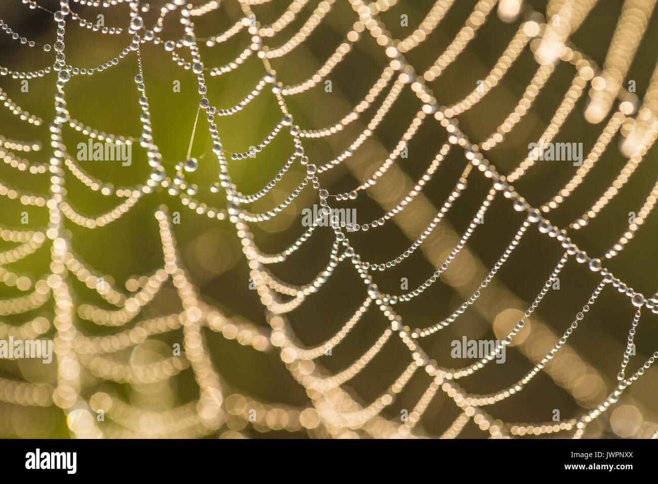 A beautiful closeup of a spider web in marsh. Web with water droplets ...