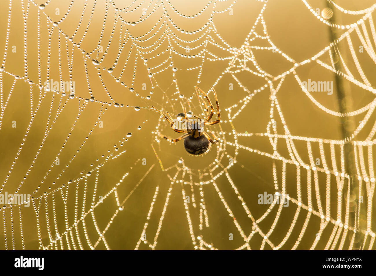 A beautiful closeup of a spider web in marsh. Web with water droplets ...