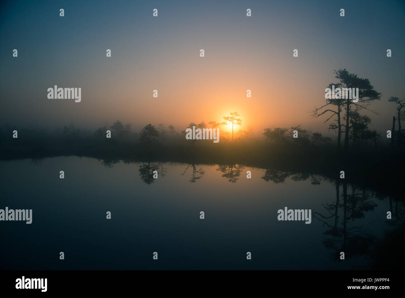 A beautiful, colorful sunrise landscape in a marsh. Dreamy, misty swamp ...