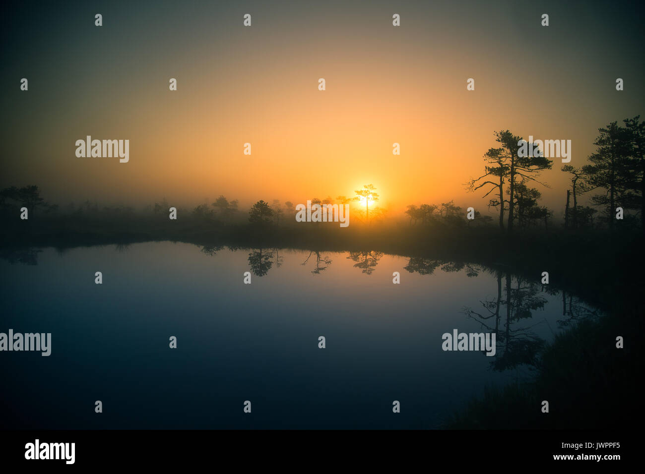A beautiful, colorful sunrise landscape in a marsh. Dreamy, misty swamp ...