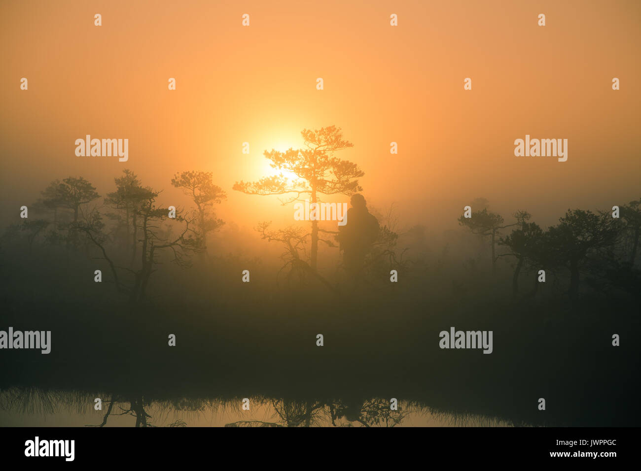 A beautiful, colorful sunrise landscape in a marsh. Dreamy, misty swamp ...