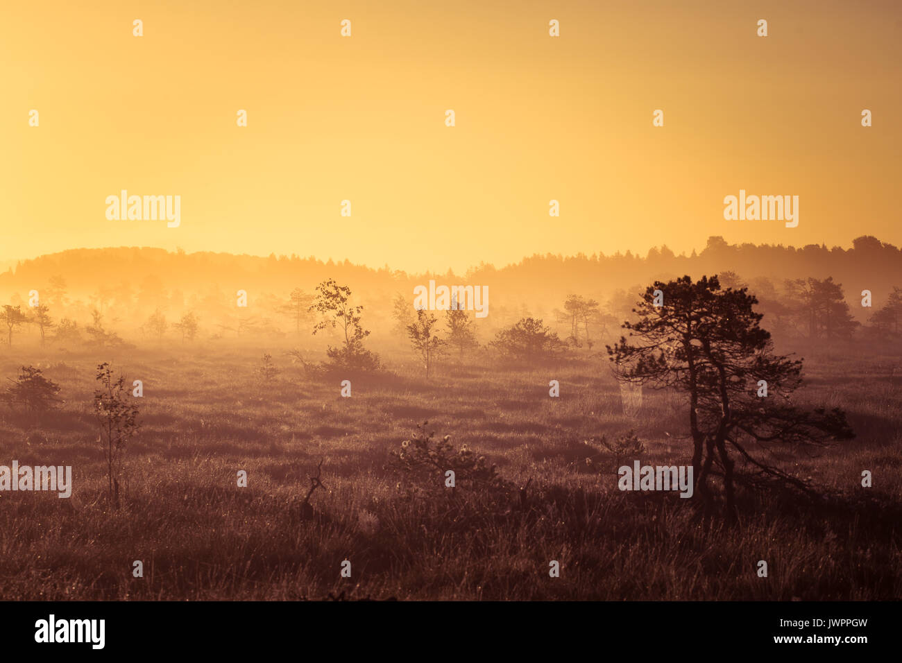 A beautiful, colorful sunrise landscape in a marsh. Dreamy, misty swamp ...