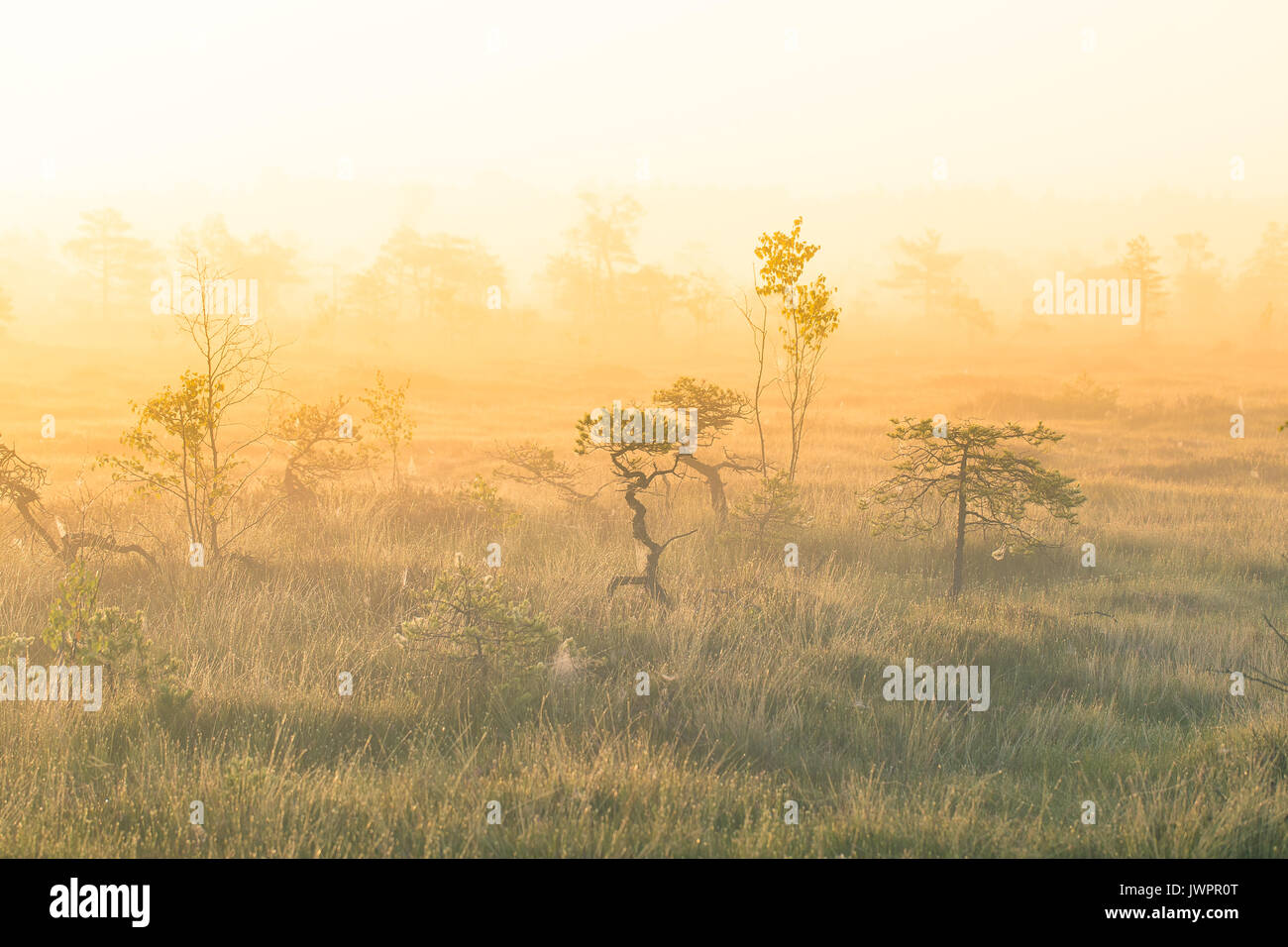 A bright, golden landscape of a marsh after the sunrise. Bright, white ...