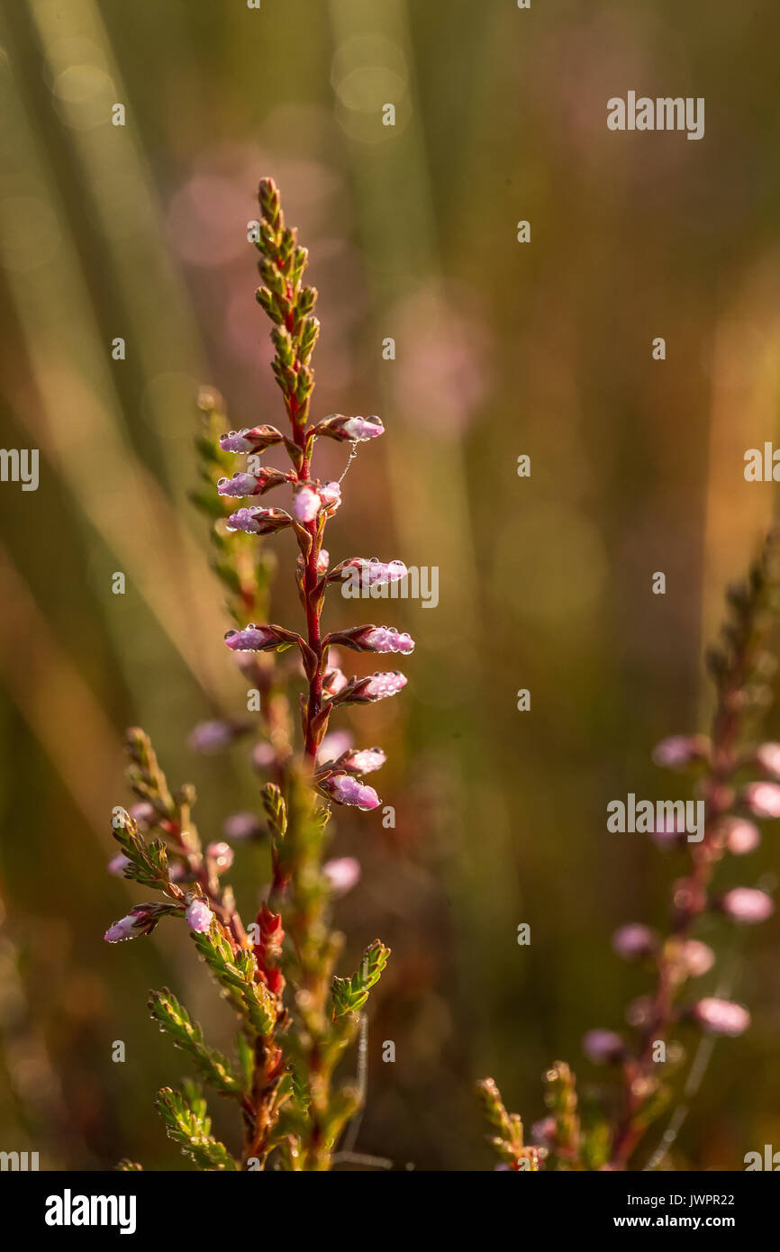 Swamp pink hi-res stock photography and images - Alamy