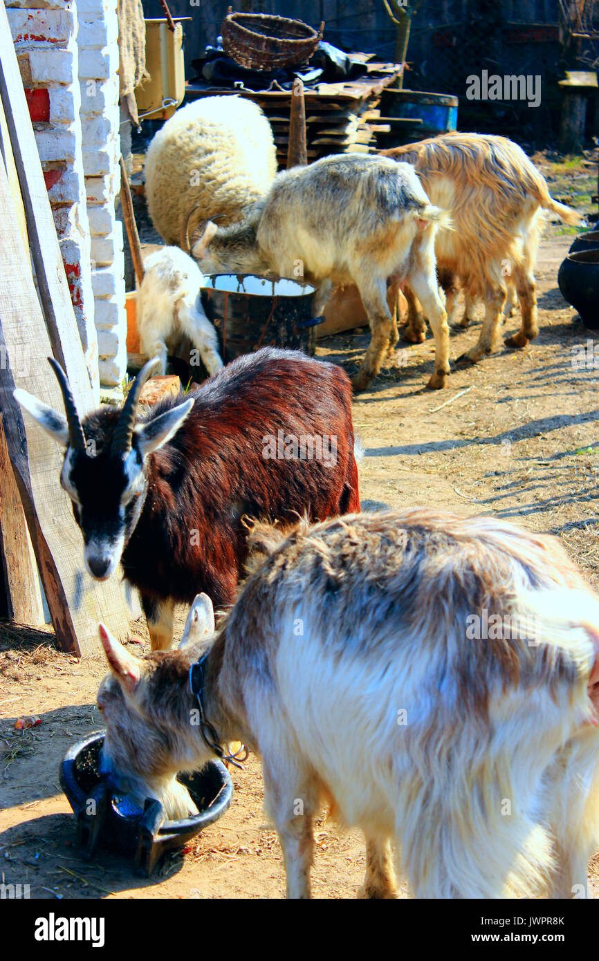 Goats feeding bucket hi-res stock photography and images - Alamy