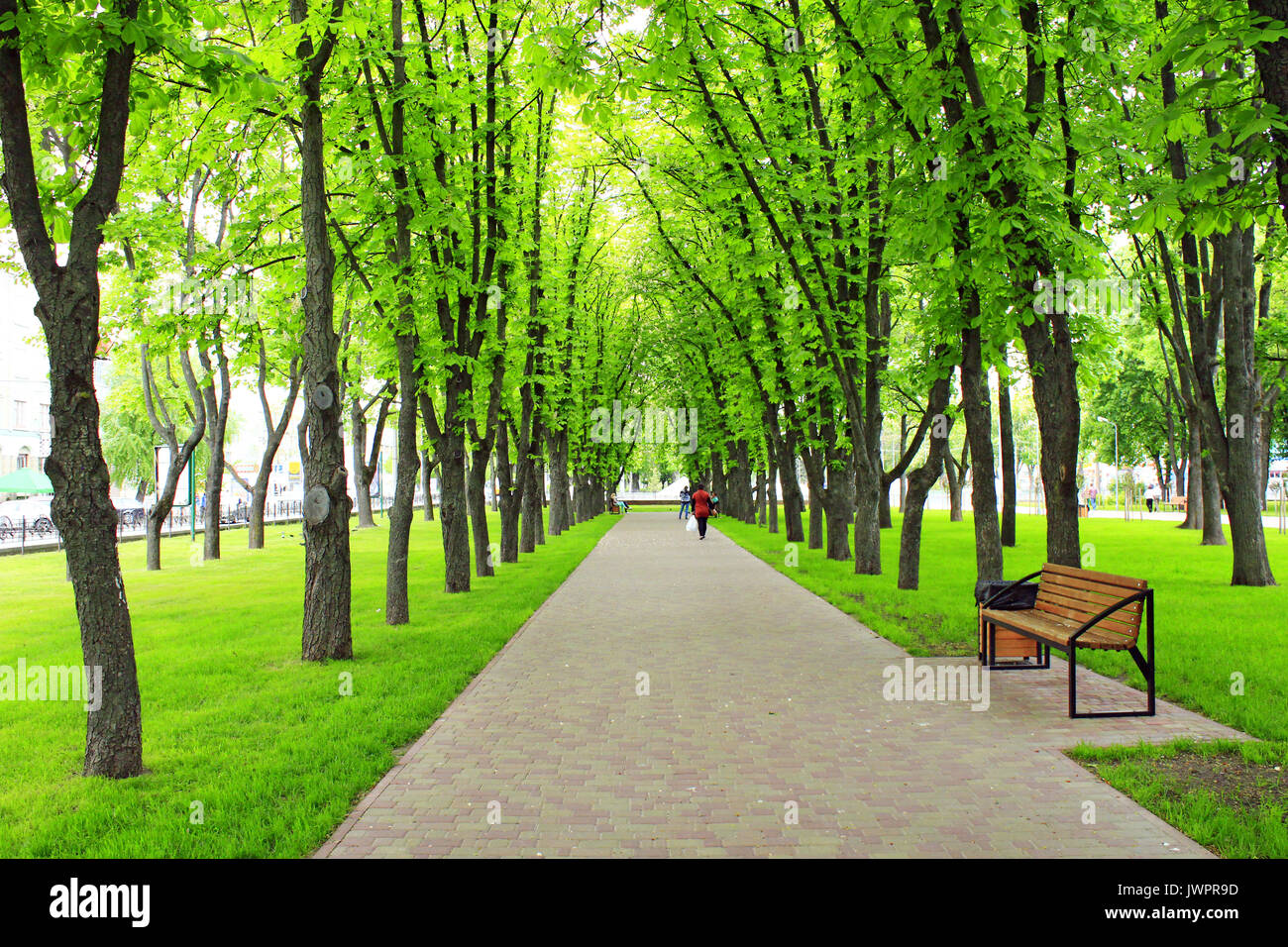 beautiful park with promenade path high green trees and benches Stock ...