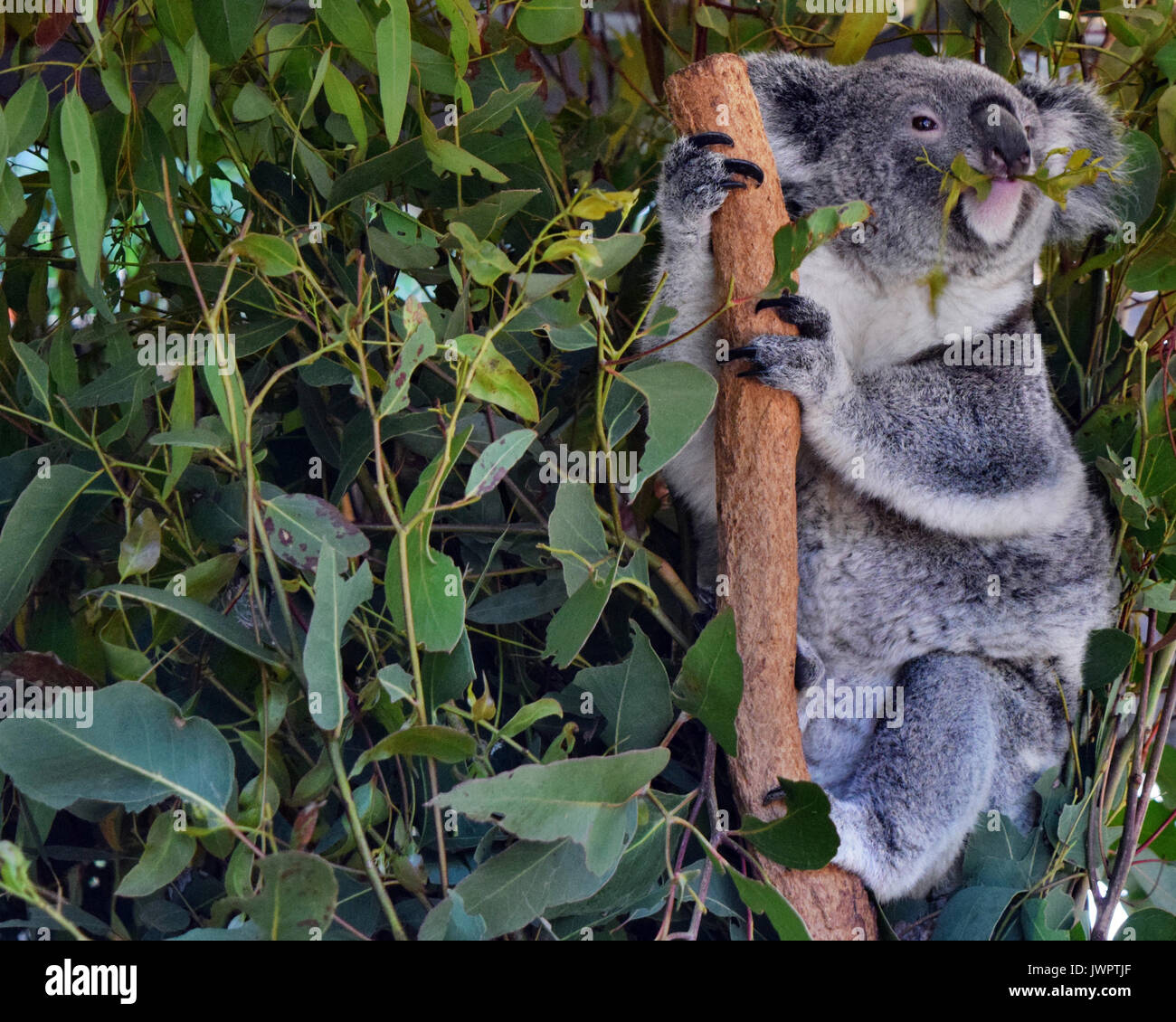 Why Do Koalas Eat Eucalyptus Leaves at Tasha Sprouse blog