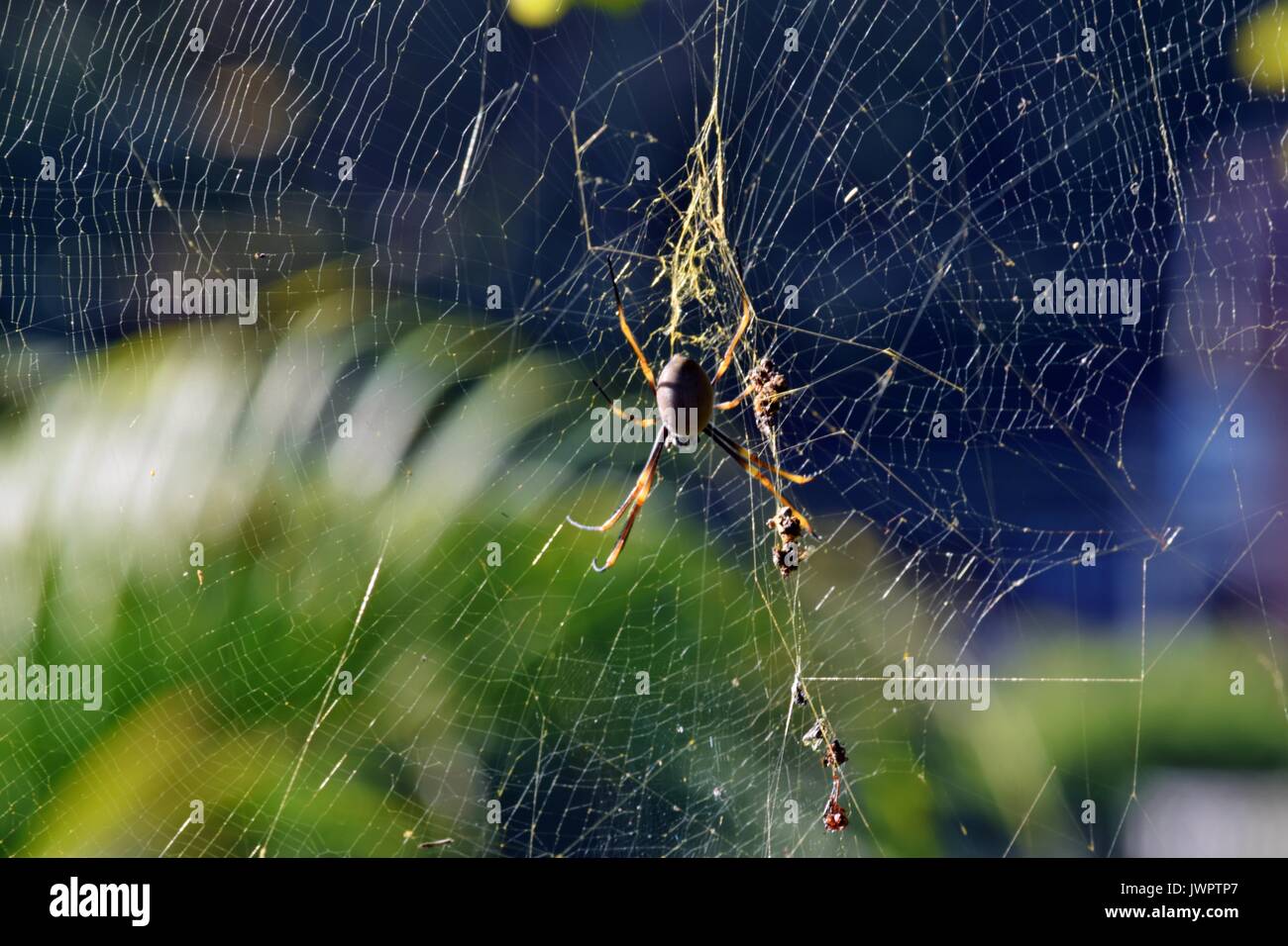 Australian golden orb weaver spider hi-res stock photography and images ...