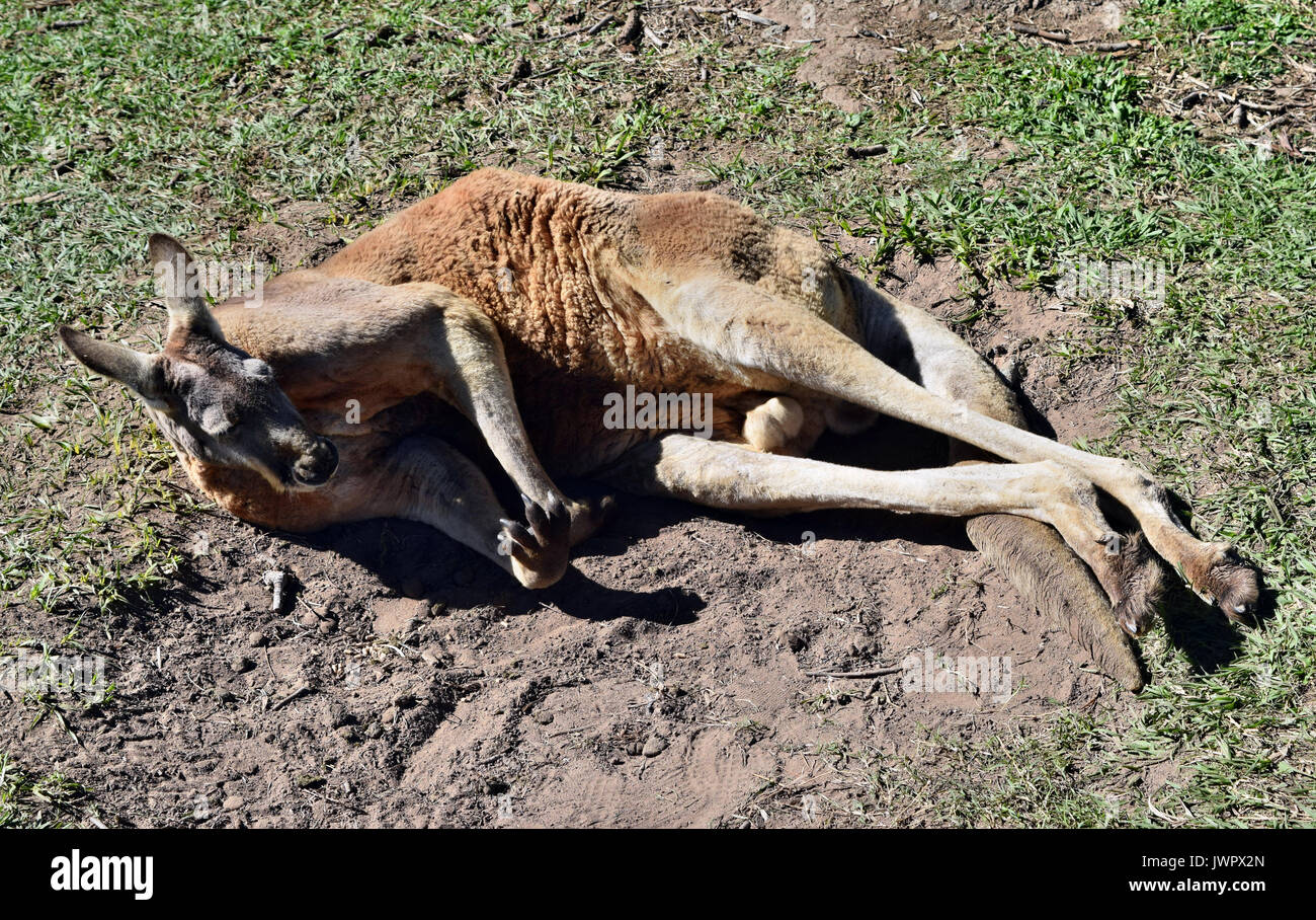 Kangaroo lying in grass hi-res stock photography and images - Alamy