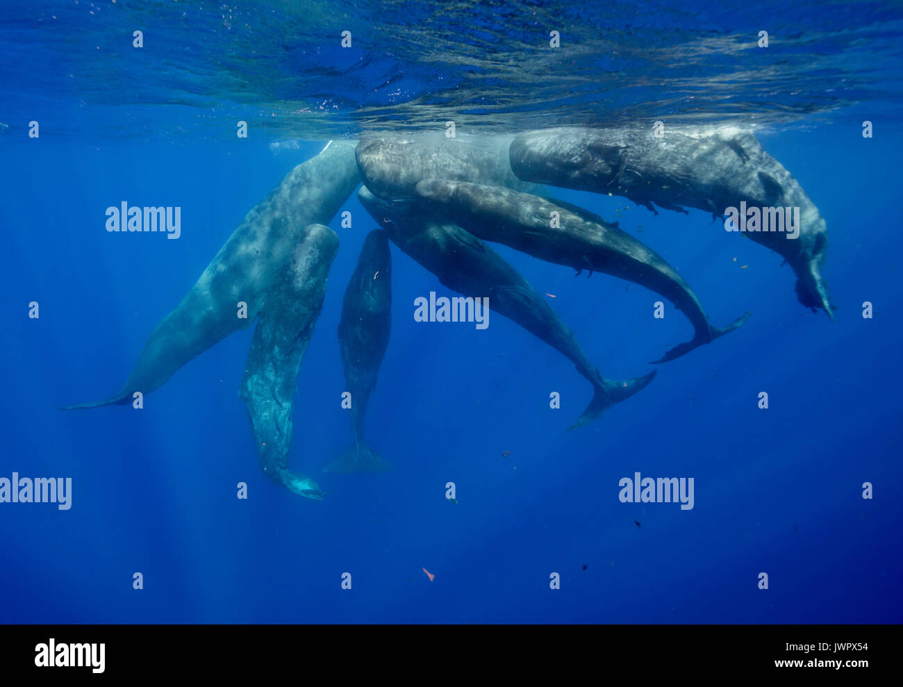 Pod of sperm whale calves socializing whilst the mothers are down ...