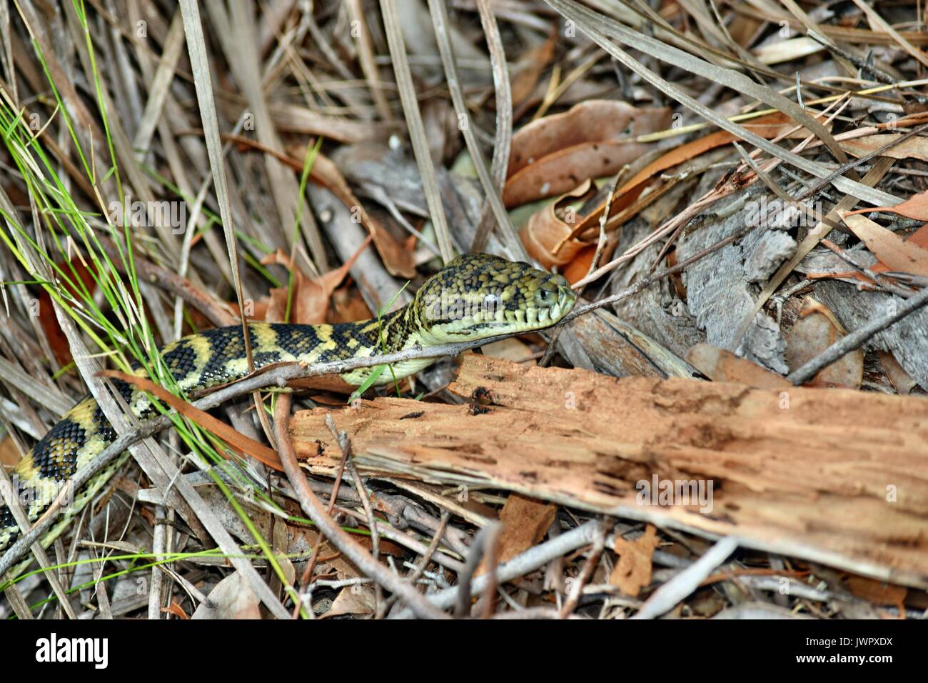 Jungle carpet python hi-res stock photography and images - Alamy