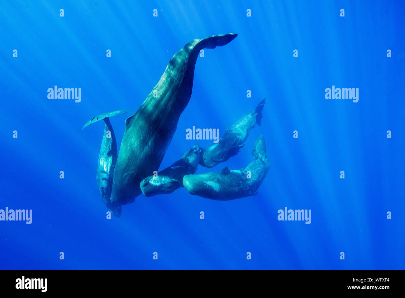 Pod of sperm whale calves and their mother diving, image was taken off the north western coast ...