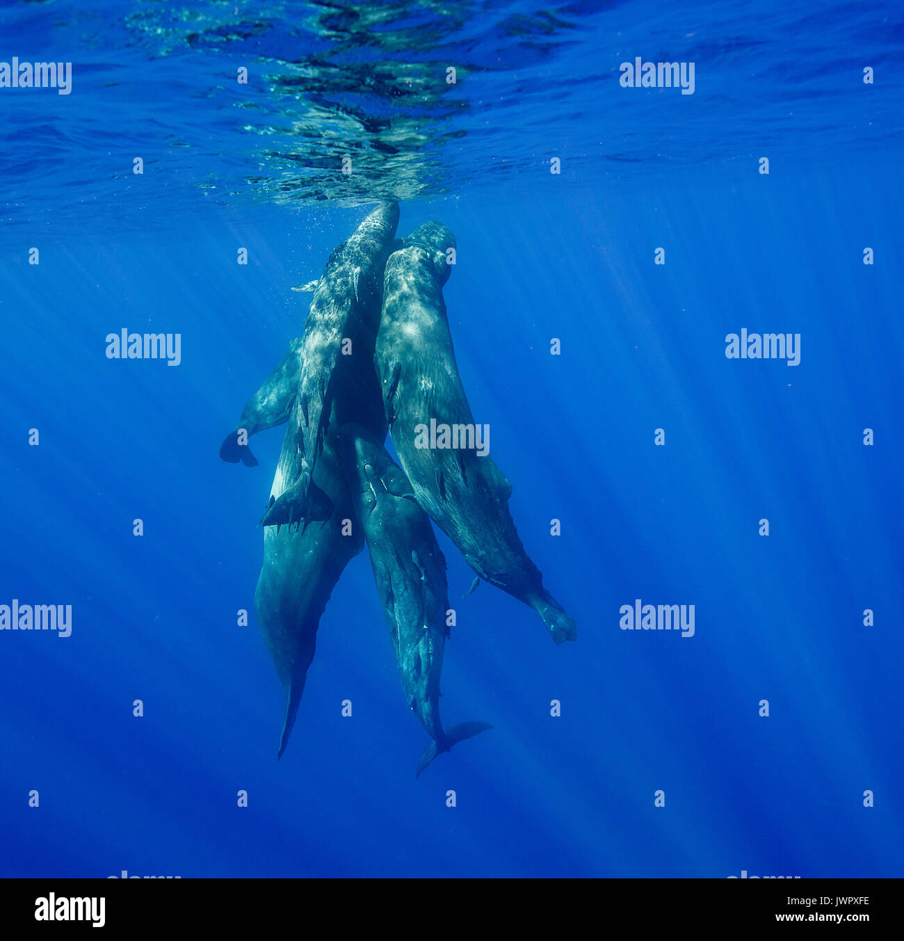 Sperm whales hi-res stock photography and images - Alamy