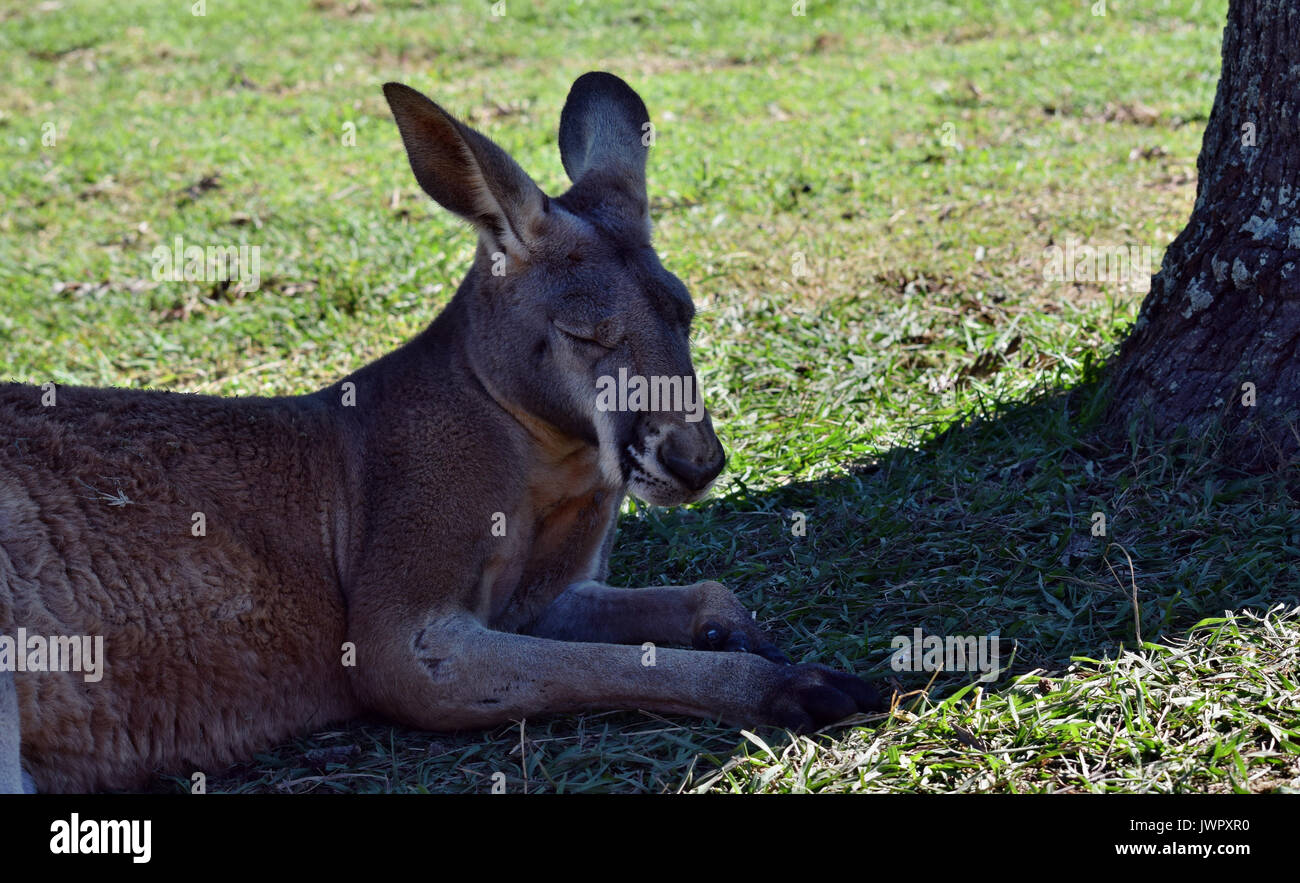 Very muscular wild red kangaroo lying on the grass in Queensland ...