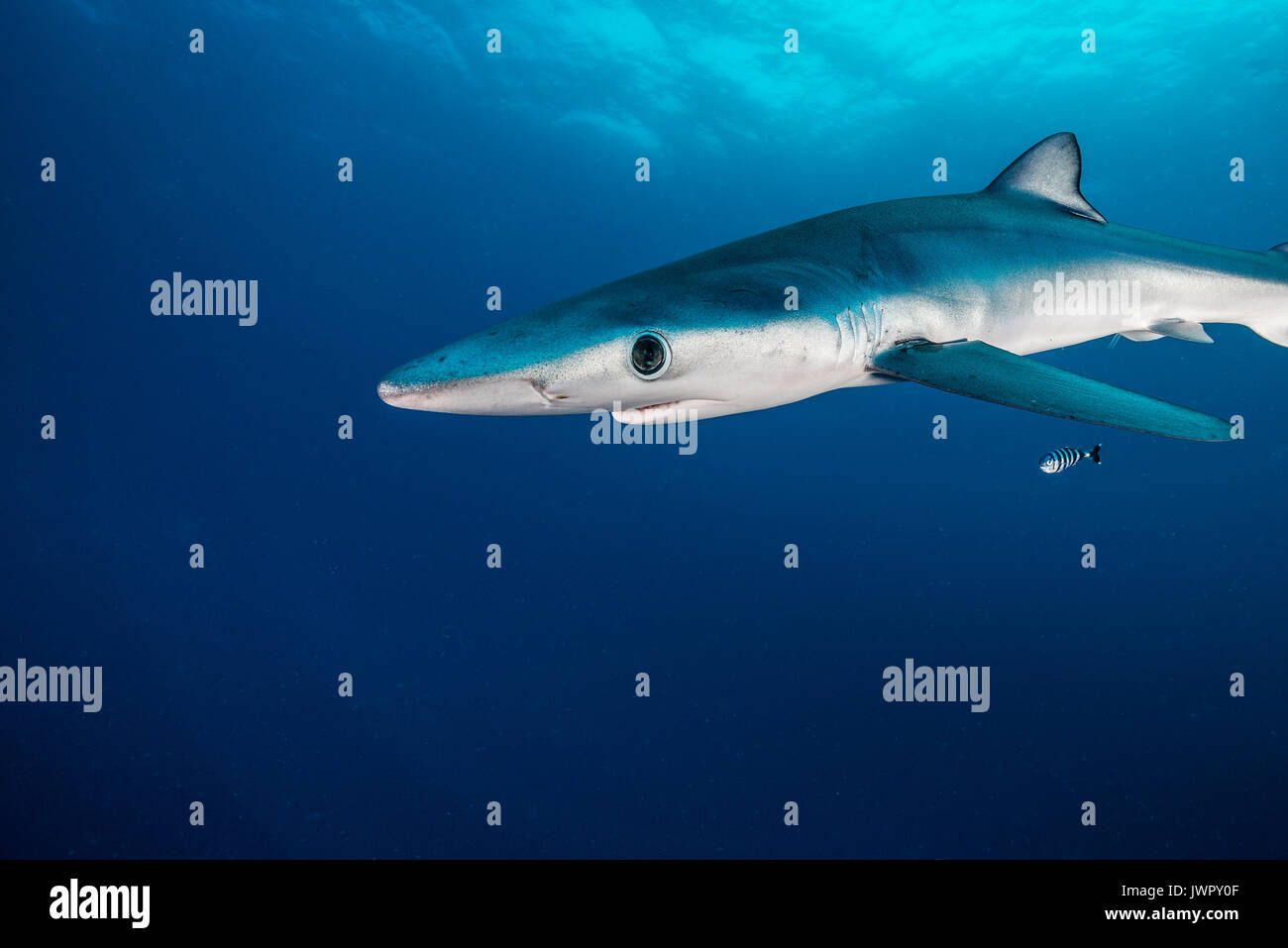 Blue shark hi-res stock photography and images - Alamy