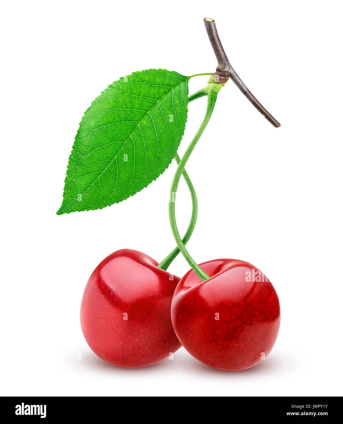 Cherry isolated on white background Stock Photo - Alamy