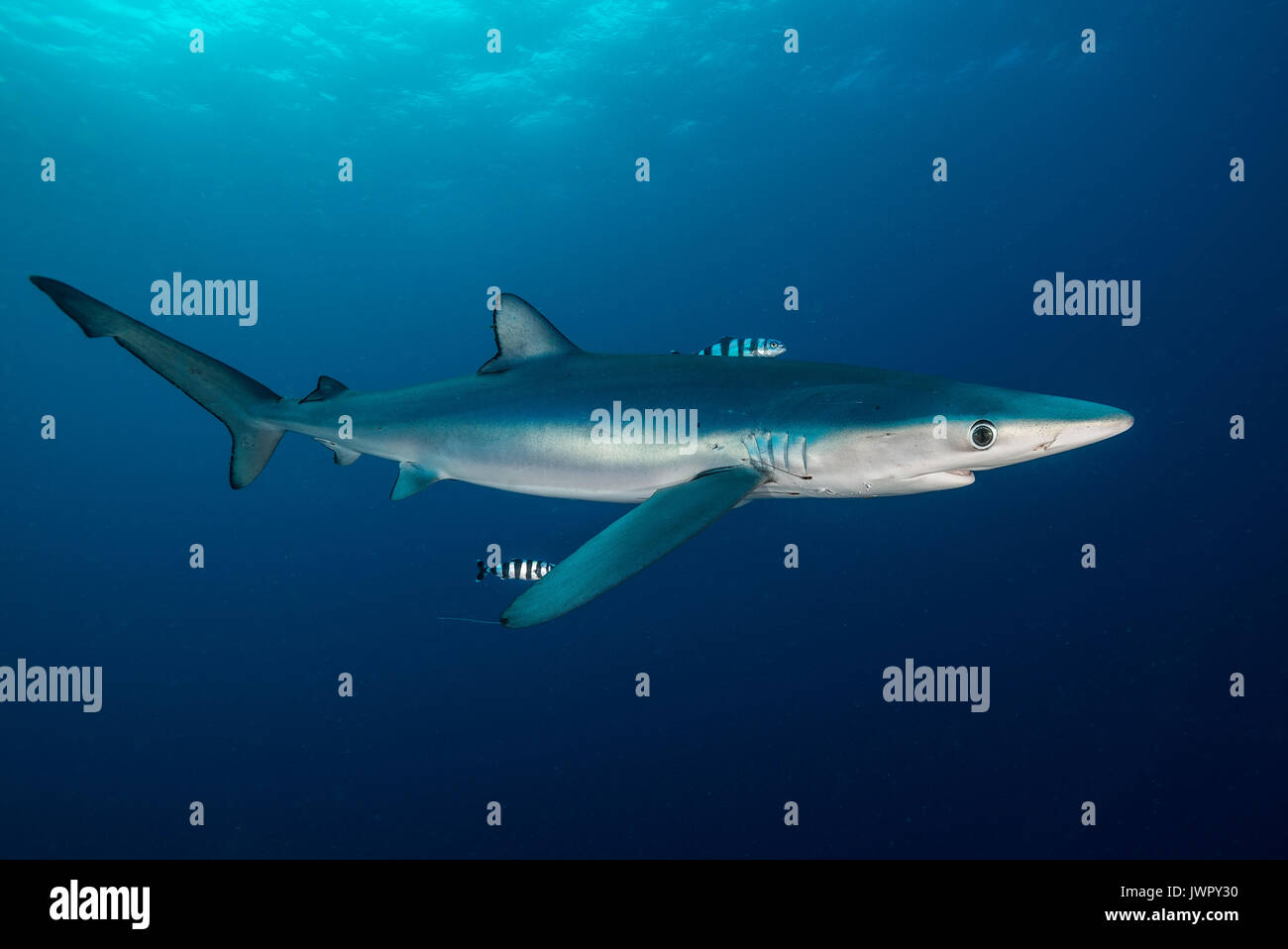 Underwater view of a blue shark and pilot fish, image was taken about ...