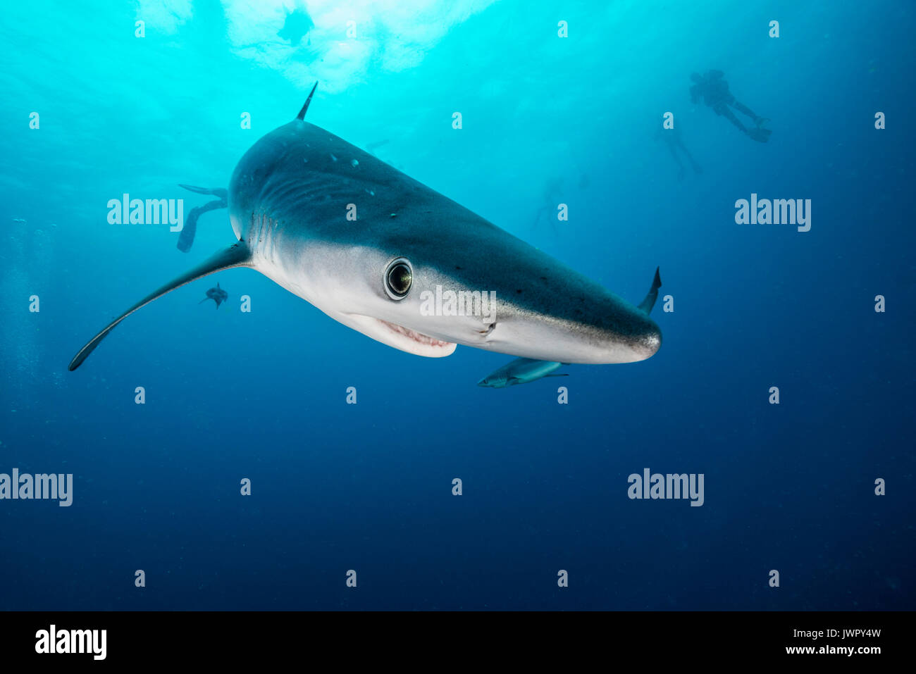 Underwater view of a blue shark and pilot fish, image was taken about ...