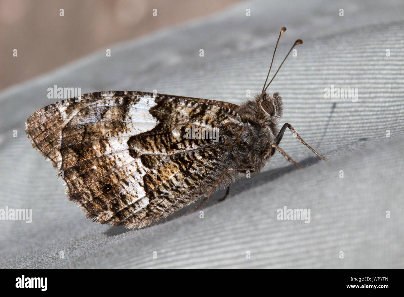 Closeup image of a Grayling Butterfly (Hipparchia semele Stock Photo ...