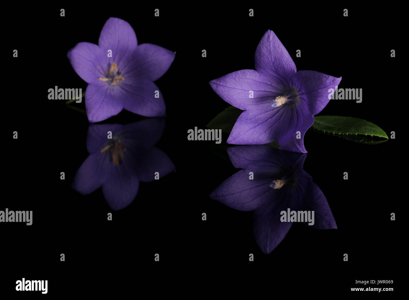 Japanese bellflower hi-res stock photography and images - Alamy