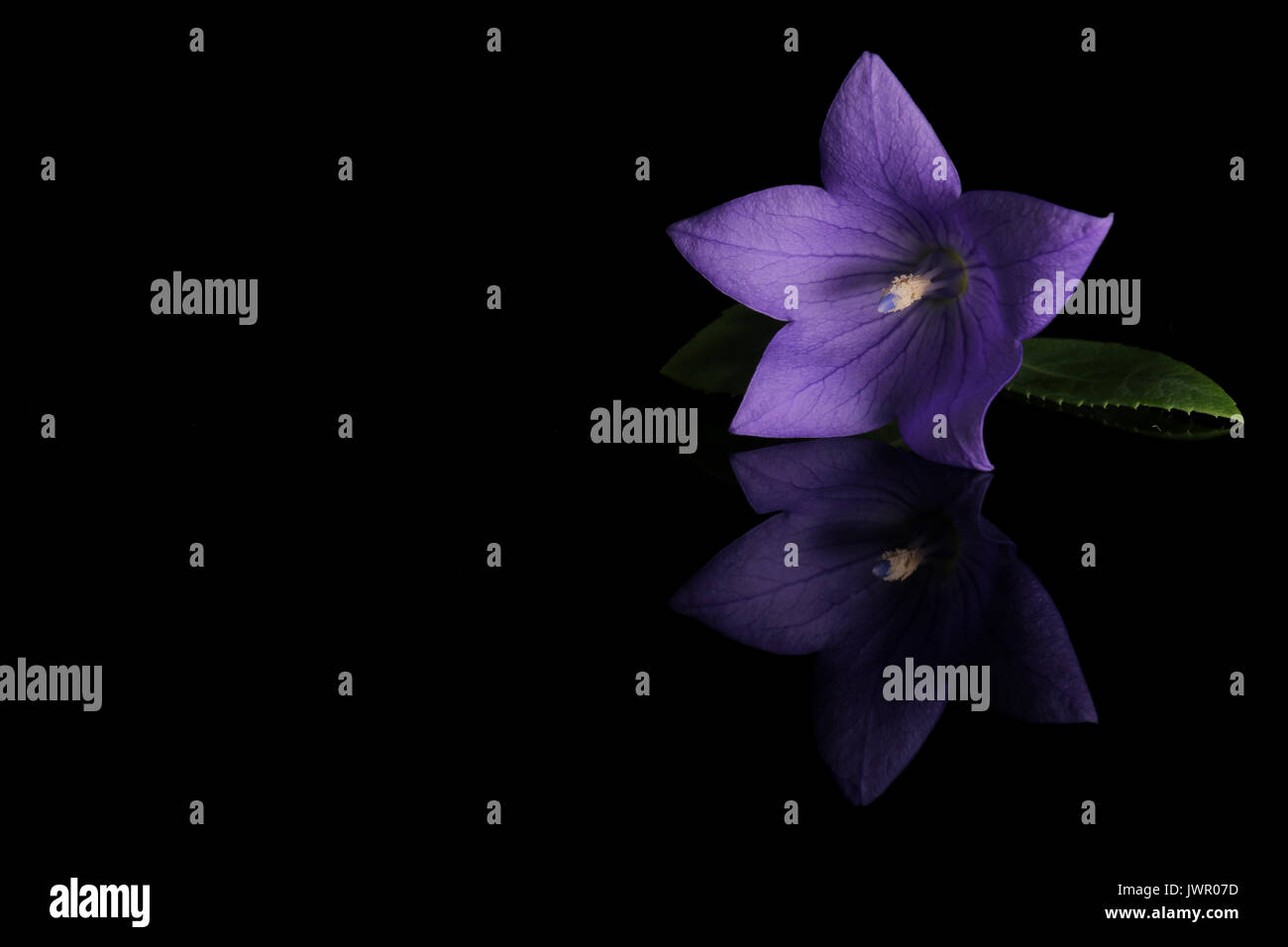 Japanese blue bell flower on black Stock Photo - Alamy