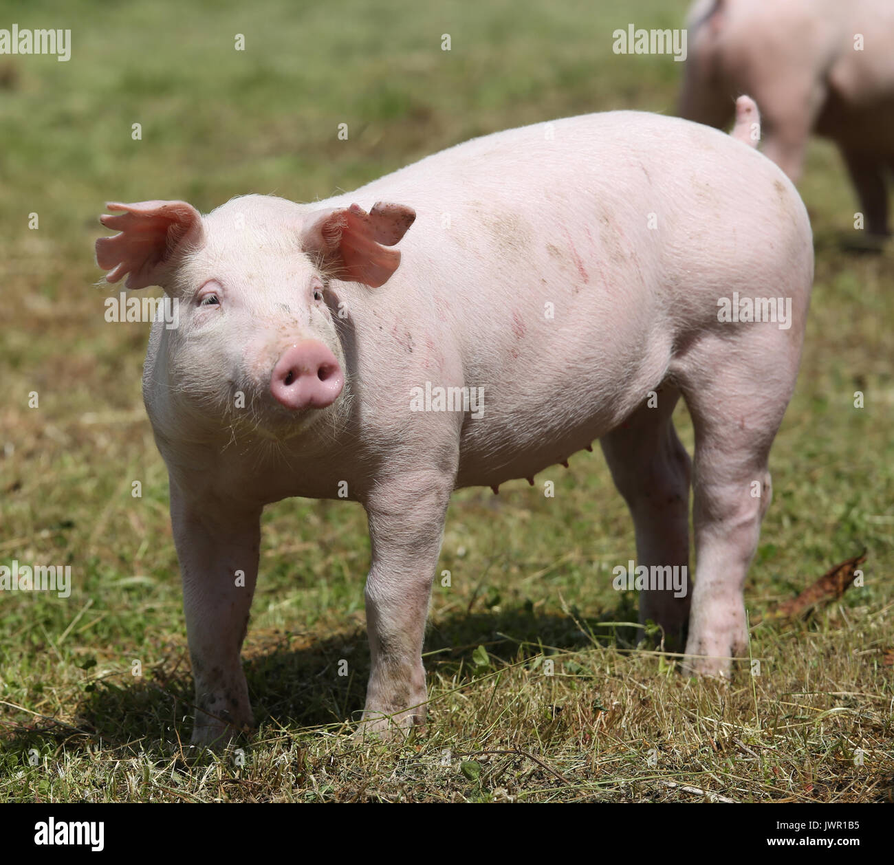 Little pink growing piglet grazing on rural pig farm summertime Stock ...