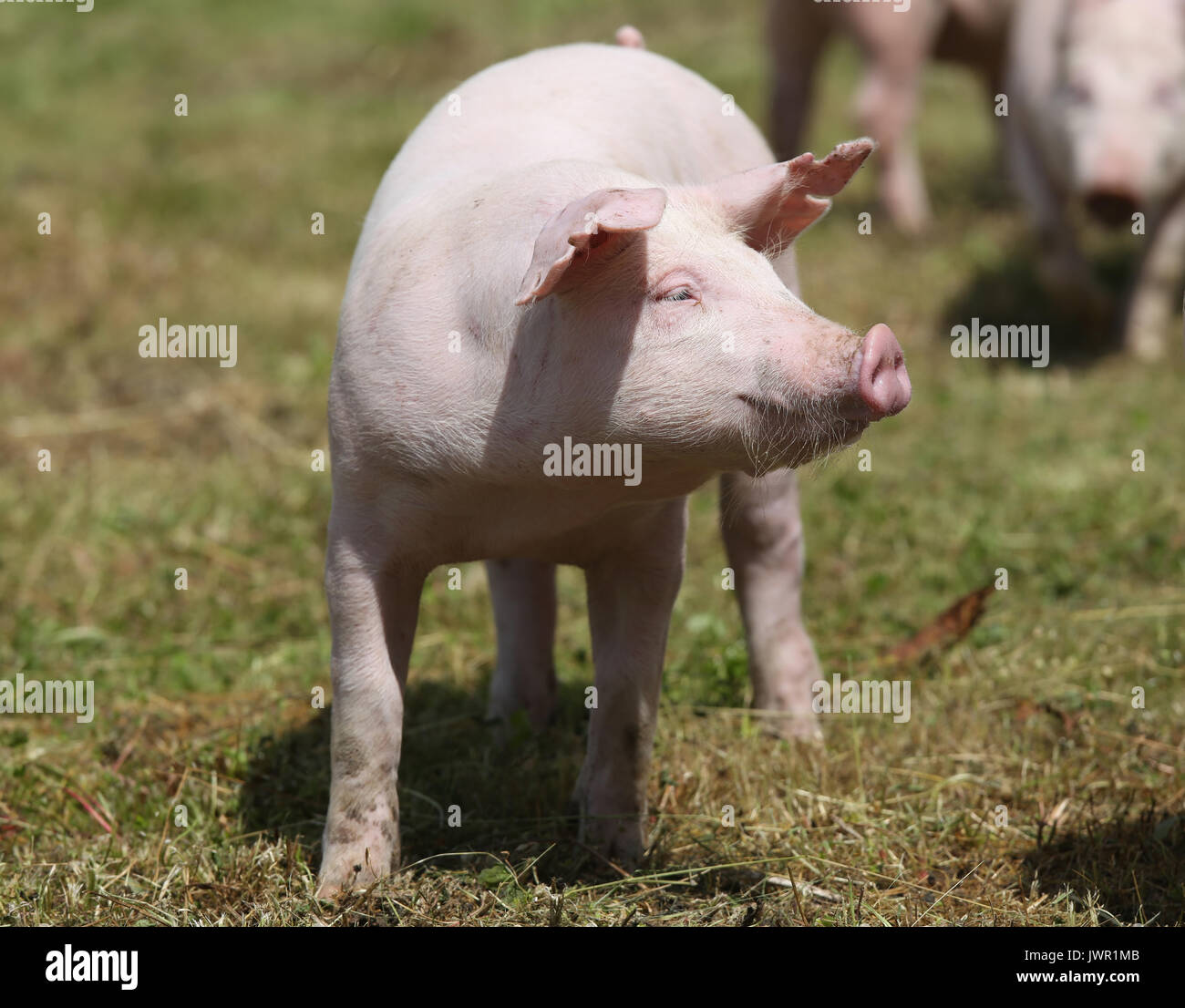 Piglet graze on animal farm summetime. Pigs farming raising breeding in ...