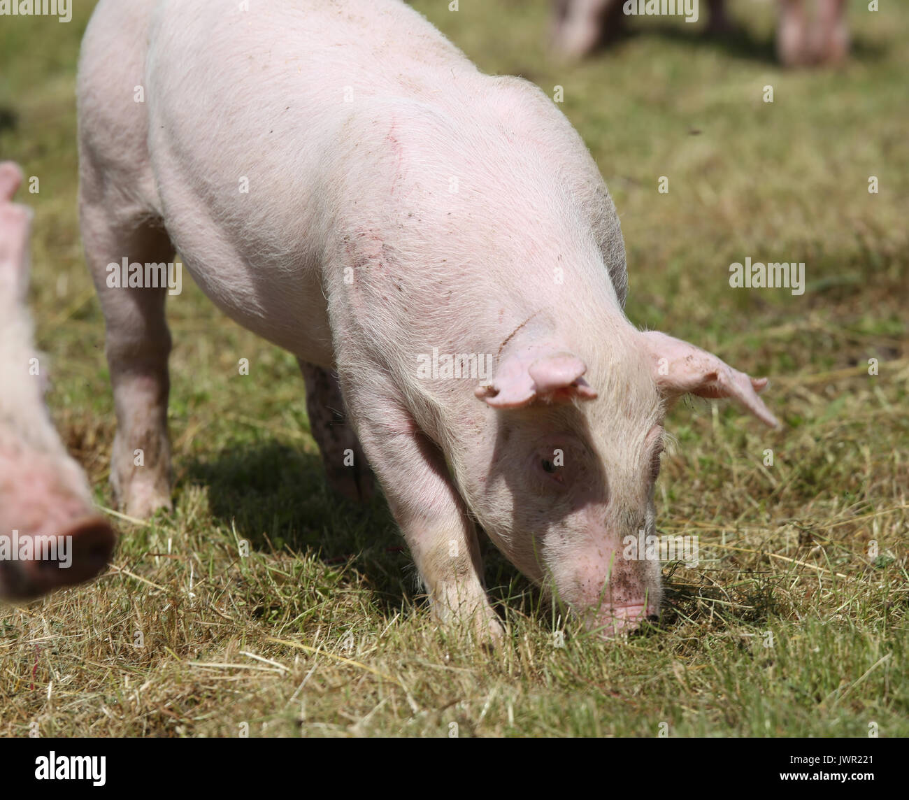 Little pink growing piglet grazing on rural pig farm Stock Photo - Alamy