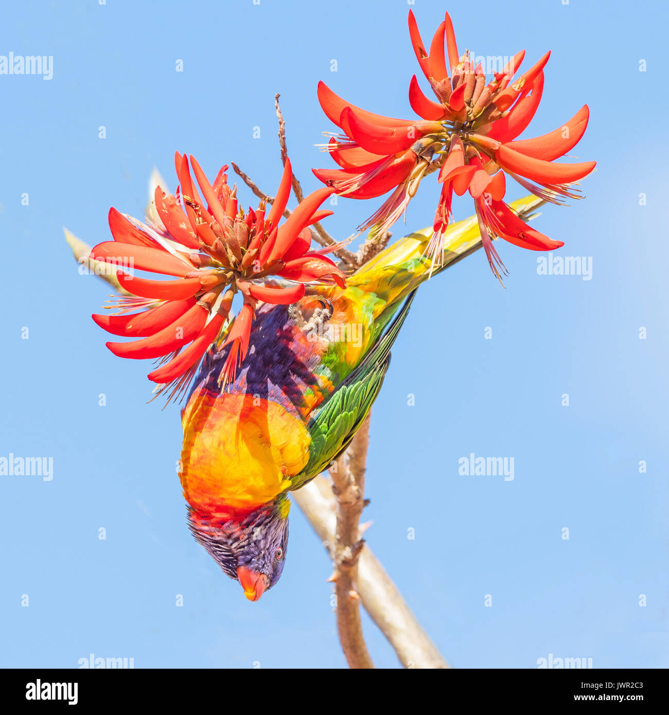 Flame coral tree flower hi-res stock photography and images - Alamy