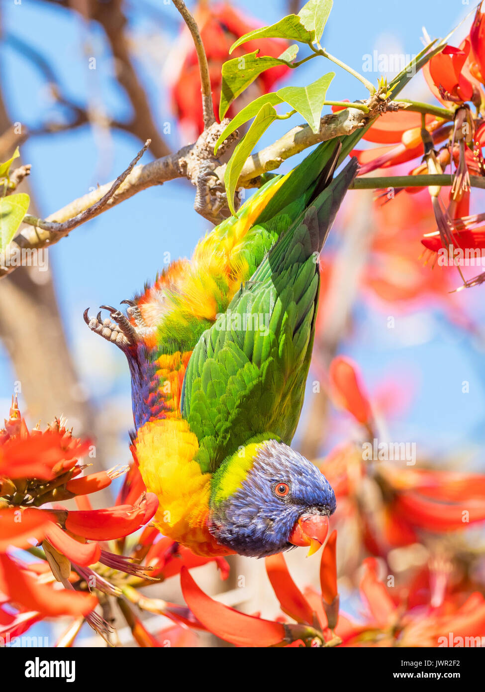 Flame coral tree flower hi-res stock photography and images - Alamy