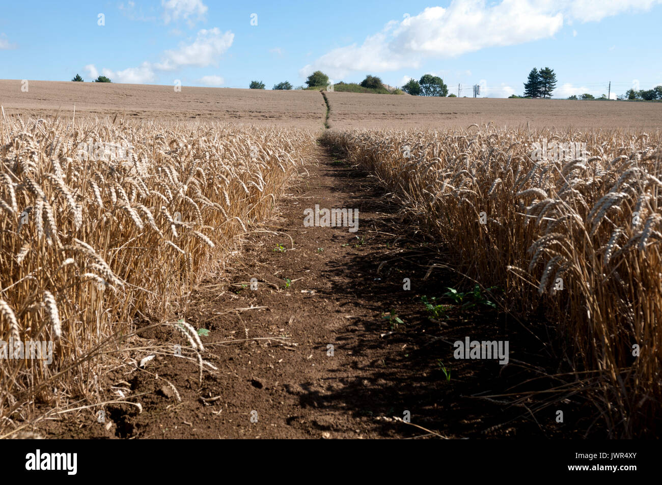 Path through wheat field hi-res stock photography and images - Alamy