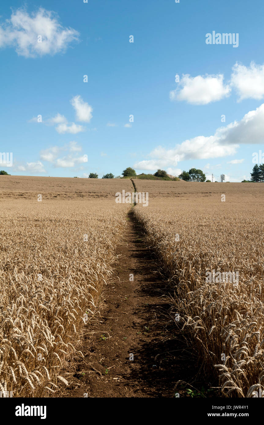 Path through wheat field hi-res stock photography and images - Alamy