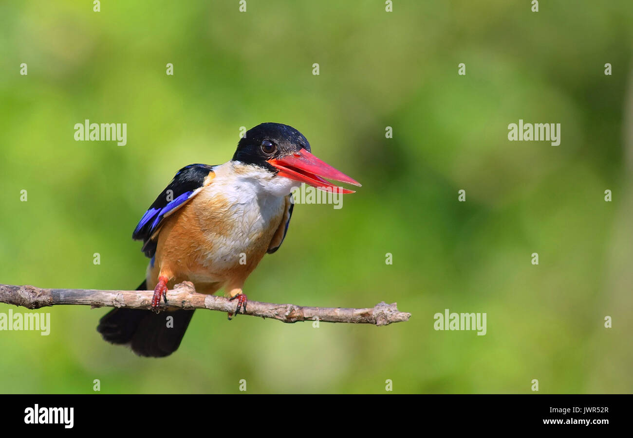 Bird (Black-capped Kingfisher Halcyon pileata) purple-blue wings and ...