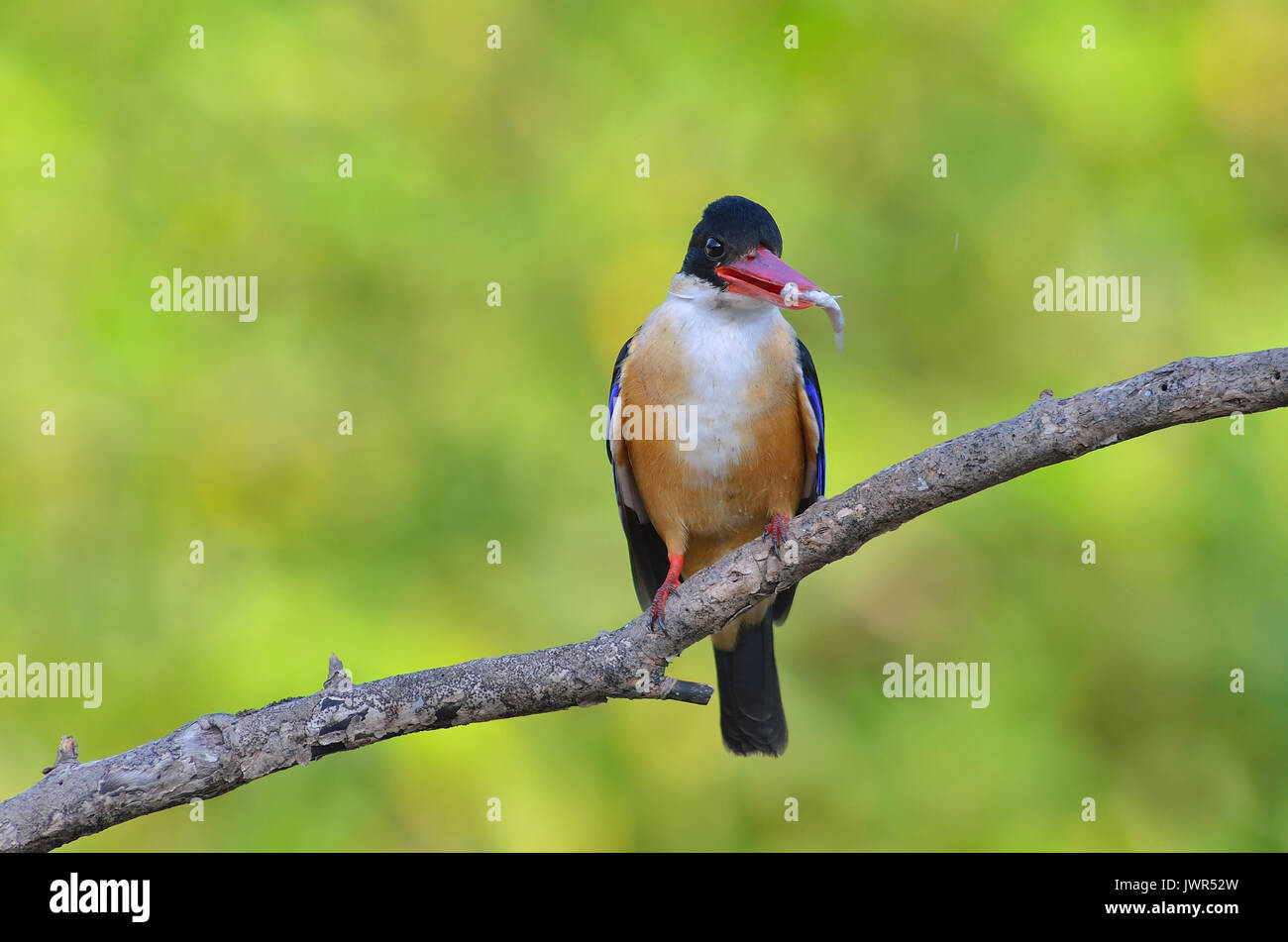 Bird (Black-capped Kingfisher Halcyon pileata) purple-blue wings and ...