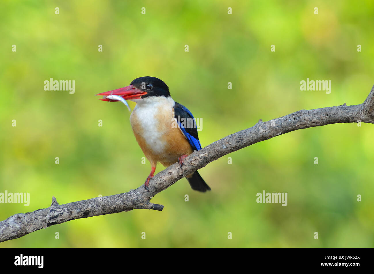 Bird (Black-capped Kingfisher Halcyon pileata) purple-blue wings and ...