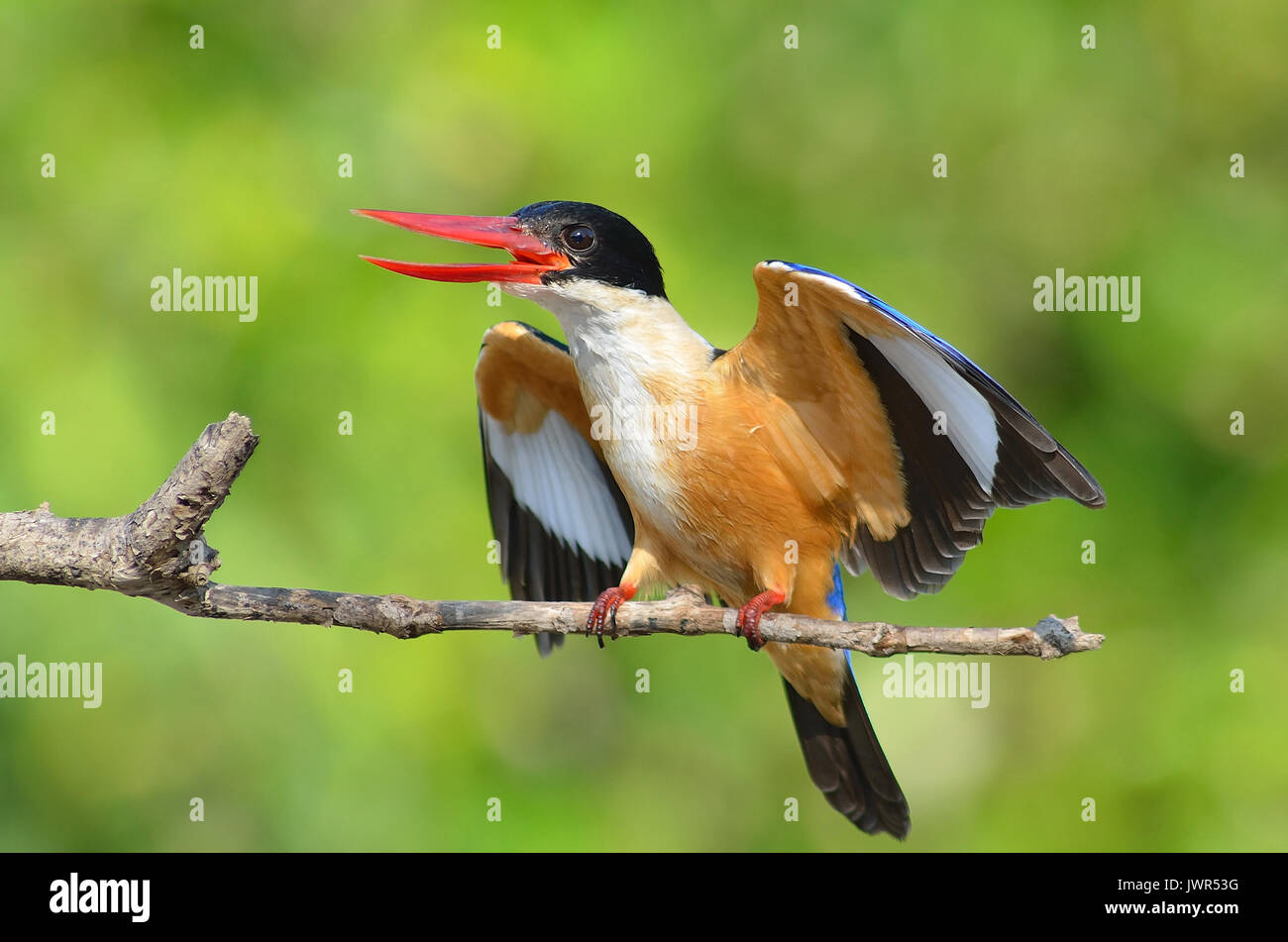 Bird (Black-capped Kingfisher Halcyon pileata) purple-blue wings and ...