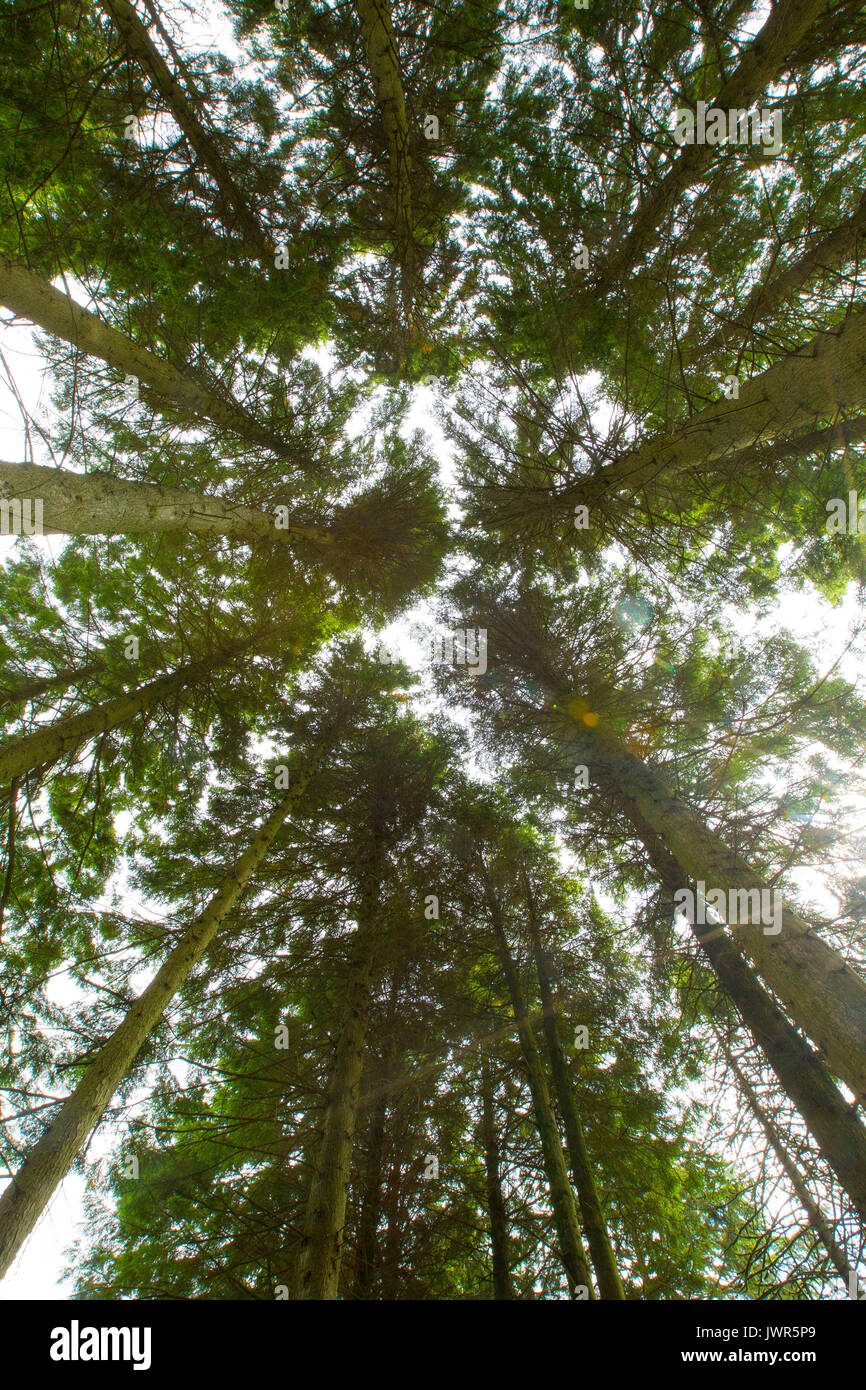 tree canopy seen from the ground Stock Photo - Alamy