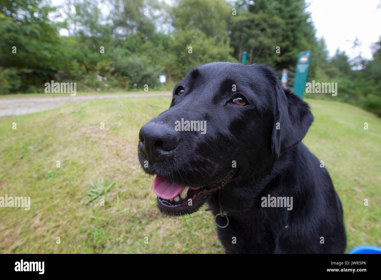 Black Labrador looking happy Stock Photo - Alamy