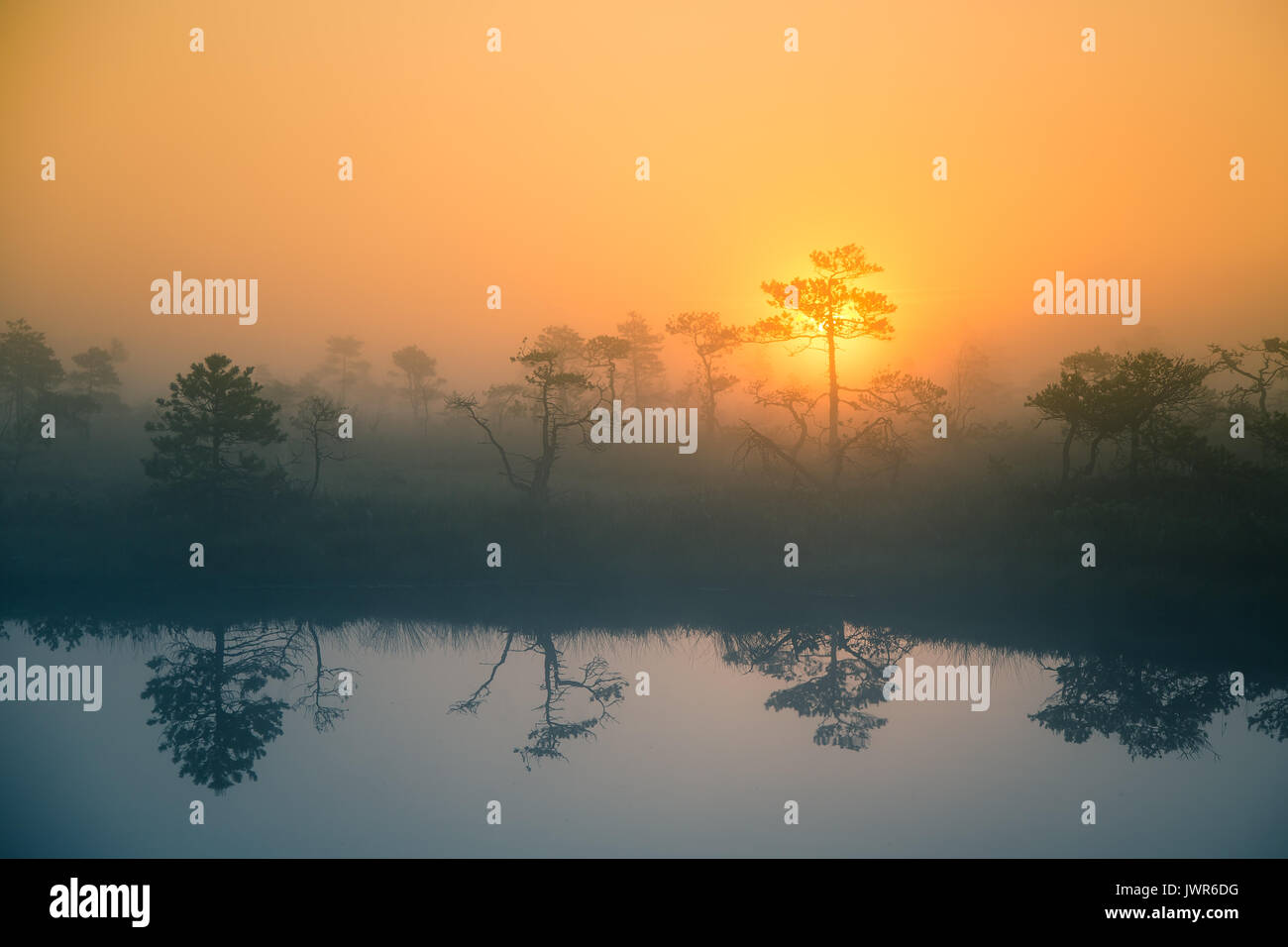 A beautiful, dreamy morning scenery of sun rising in a misty swamp ...