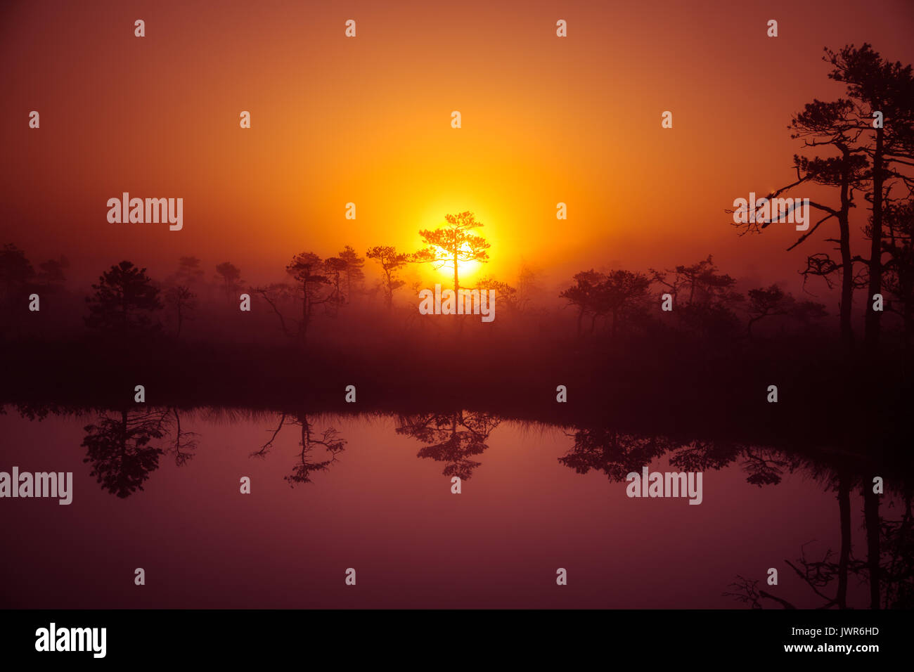 A beautiful, dreamy morning scenery of sun rising above a misty marsh ...