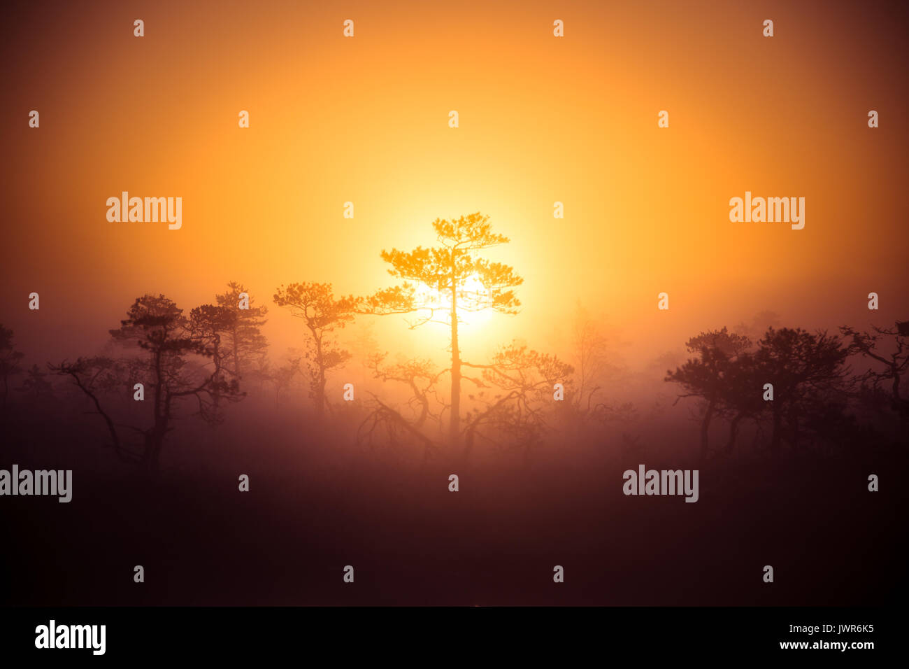 A beautiful, dreamy morning scenery of sun rising above a misty marsh ...