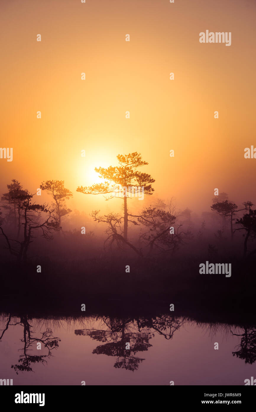 A beautiful, dreamy morning scenery of sun rising above a misty marsh ...
