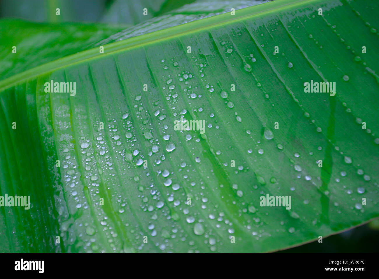 Green leave water drops micro close up Stock Photo - Alamy