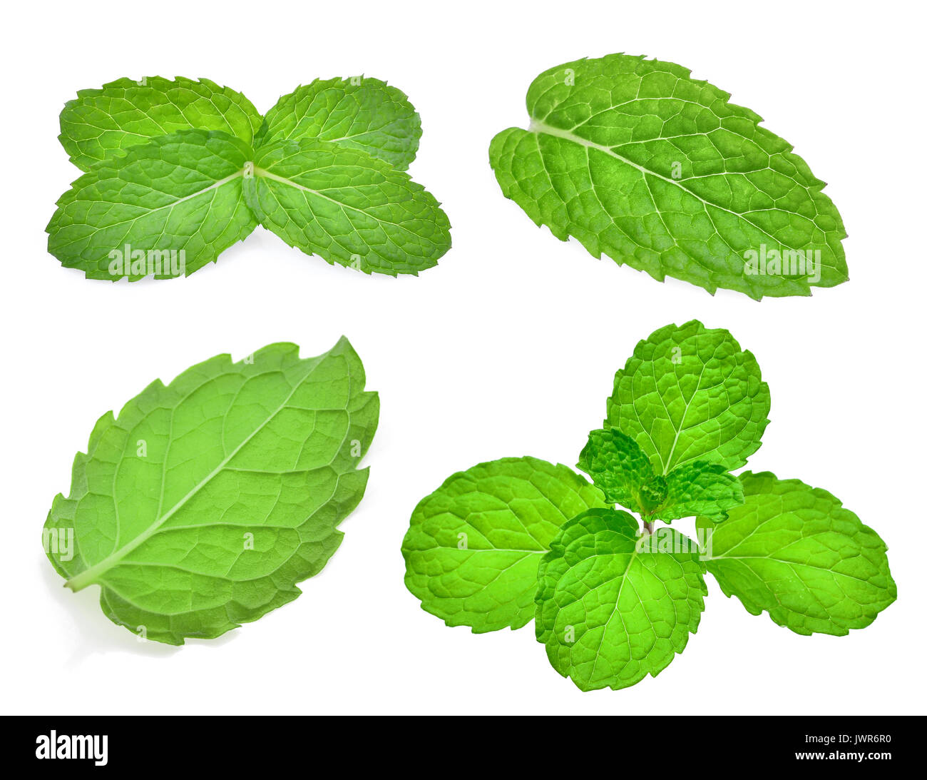 set of fresh mint leaf isolated on white background Stock Photo - Alamy